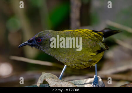 A beautiful New Zealand bellbird (Anthornis melanura) resting on a tree ...