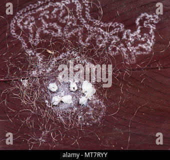 Spiralling Whiteflies (Aleurodicus dispersus) are a tropical pest ...