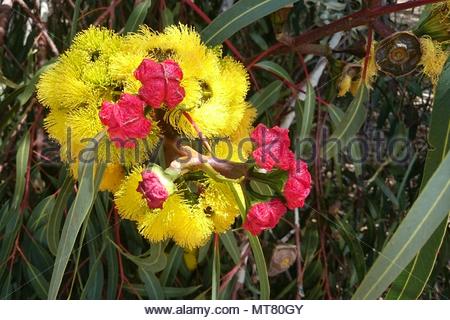 close up of Eucalyptus Gum nut flower Stock Photo: 15964239 - Alamy