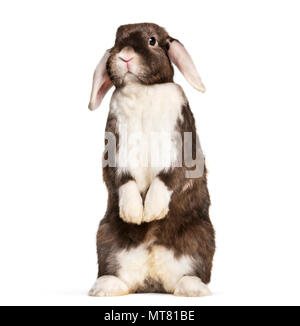 Rabbit - sitting up on hind legs Stock Photo - Alamy