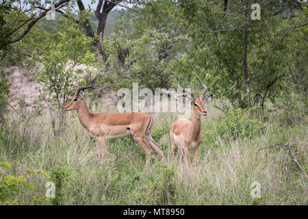 Impala bucks Rutting Stock Photo - Alamy