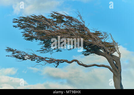 Tree deformed by wind, Patagonia, Argentina Stock Photo - Alamy