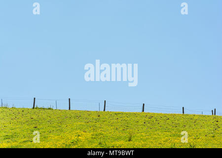 Field of invasive Creeping Buttercups / Ranunculus repens on a sunny ...