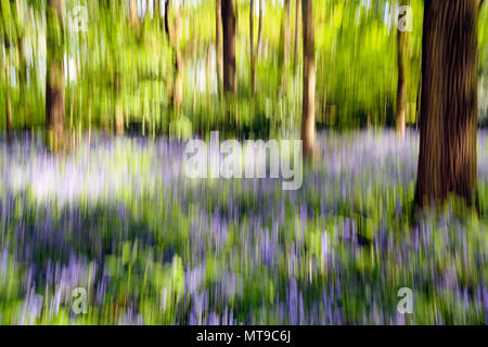 Abstract bluebell woodland Stock Photo - Alamy
