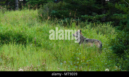 Gray Wolf Sniffing Stock Photo - Alamy