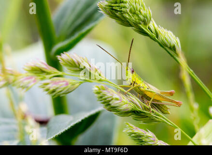 grasshopper in the nature Stock Photo - Alamy