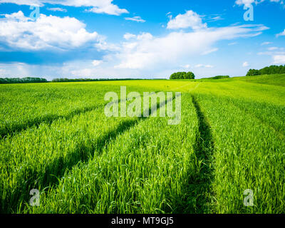 The traces of agricultural transport on the green grass Stock Photo - Alamy