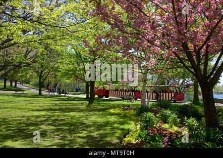 Cherry blossom - train ride in High Park in springtime Stock Photo - Alamy