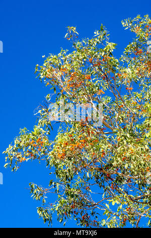 Foliage of red flowering Darwin woollybutt eucalyptus tree Stock Photo ...