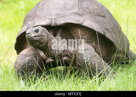 Jonathan, a giant Seychelles tortoise, the world's oldest known living ...
