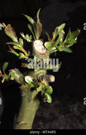 willow shoots growing from a coppiced tree Salix Stock Photo - Alamy