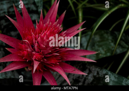 Flowers and plants seen around Sheffield in spring Stock Photo - Alamy