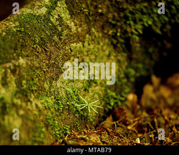 blade of grass the root of the tree Stock Photo - Alamy