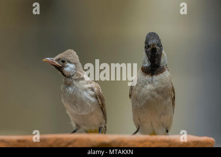 White Eared Bulbul's (Pycnonotus leucotis) or White-Cheeked Bulbul Baby ...
