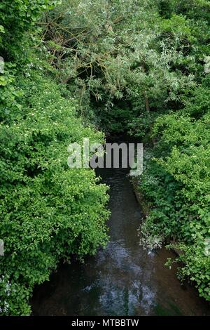 Shallow canal in a forest Stock Photo - Alamy