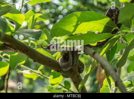 Dice Snake hanging from tree, Natrix Tessellata Stock Photo - Alamy