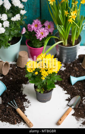 shovel and rake pot with green sprouts Stock Photo - Alamy