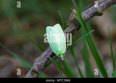 Moth of Green oak tortrix (Tortrix viridana), also know as European oak ...