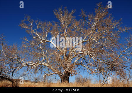 Arizona sycamore tree Stock Photo - Alamy