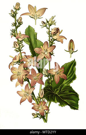 chimney bellflower, Pyramiden-Glockenblume, Campanula pyramidalis ...