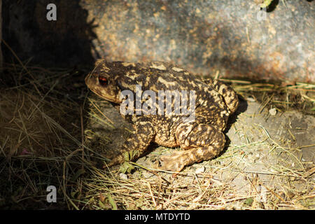European common toad (Bufo bufo spinosus), sitting on a slope, Greece ...