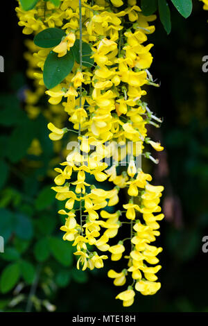Seeds and pods of a laburnum tree Stock Photo - Alamy
