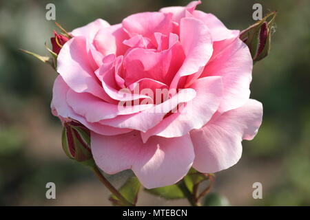 Close look of a rose standing alone on the field Stock Photo - Alamy