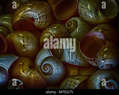 Bunch of colorful moon shells Stock Photo - Alamy