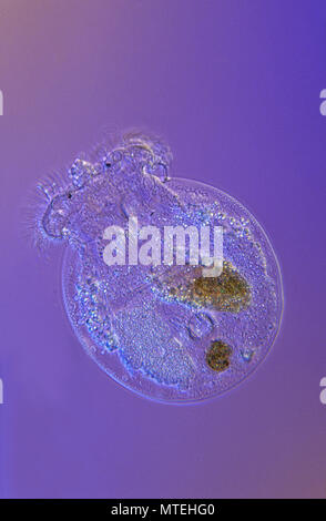 Philodina Rotifera Optic microscopy Stock Photo - Alamy