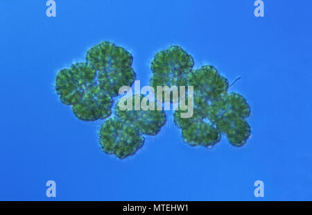 Differential interference contrast light micrograph of different ...
