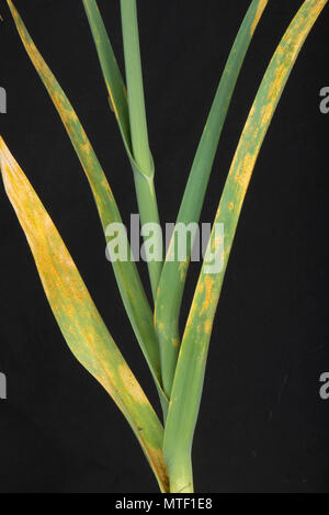 Leek Rust (Puccinia porri or Puccinia allii) on garlic (Allium sativum ...