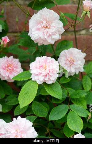 Rosa 'Climbing Cecile Brunner' flowers Stock Photo - Alamy