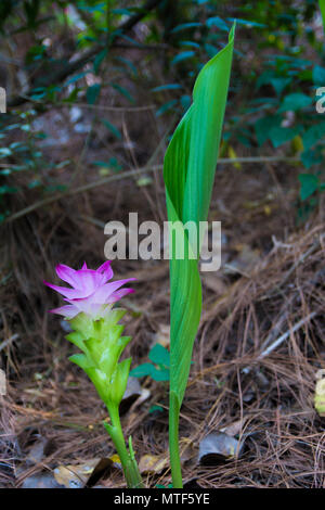 Wild Turmeric Pink Flower Stock Photo - Alamy
