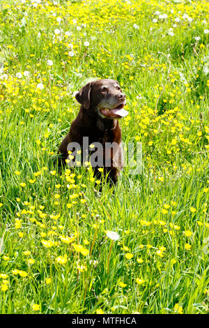 Chocolate Labrador enjoying spring in the buttercups Stock Photo - Alamy