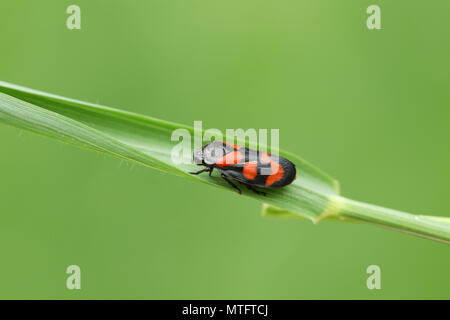 A closeup of cercopis vulnerata perching on plant stem Stock Photo - Alamy