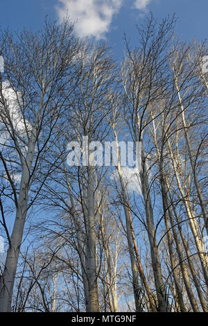 vertical pattern of poplar trees in Granada, Spain Stock Photo - Alamy