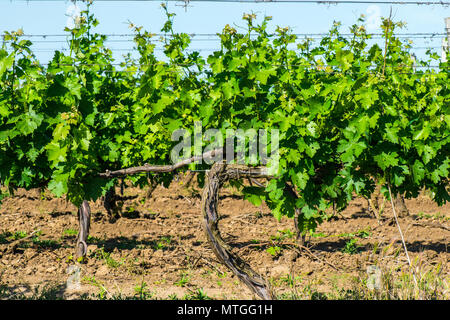 Simple graphic landscape of grape vines. Close-up Stock Photo - Alamy
