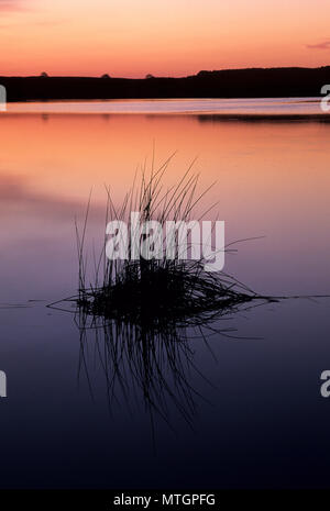 Stan Coffin Lake sunrise with bulrush, Quincy Wildlife Area, Washington ...
