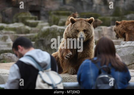 Madrid, Spain. 29th May, 2018. A Brown bear pictured waiting for food ...