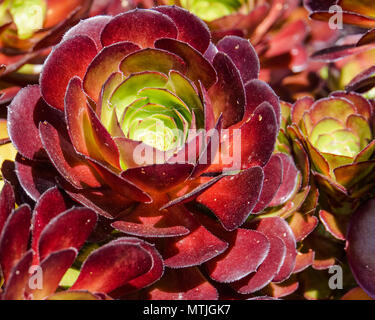 Dark red aeonium succulent plant Stock Photo - Alamy