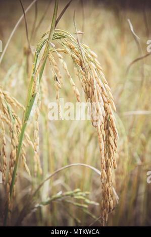 Rice paddy Yellow paddy harvested during harvesting season. Ready to be ...