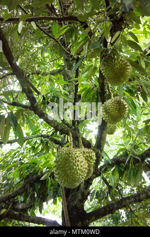 durian plant tree growing in orchard farm garden Stock Photo - Alamy
