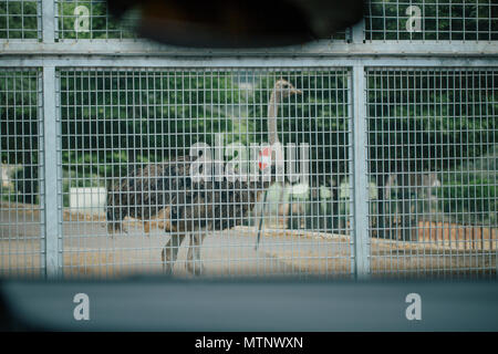 Ostrich fasano zoo in Fasano apulia Italy Stock Photo - Alamy