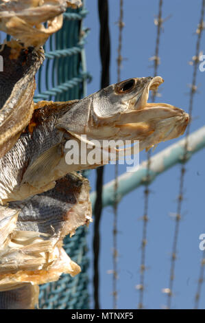 Fillets of fish hanging on fence to dry in sunshine, Macao, China Stock ...