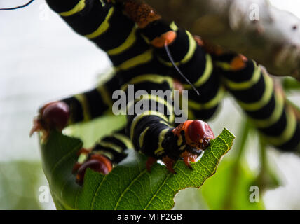 Tetrio Sphinx Moth Larvae Pseudosphinx tetrio Grenada Caribbean AKA ...