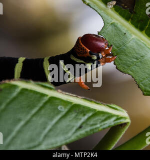 Tetrio Sphinx Moth Larvae Pseudosphinx tetrio Grenada Caribbean AKA ...