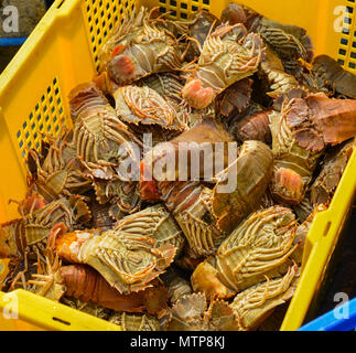Oriental slipper lobster Thenus orientalis known as flathead lobster or ...
