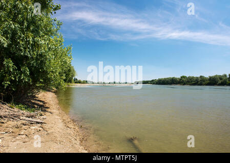 San Nicolò Po (Mn), Italy, a flock of sheep grazing in the floodplain ...