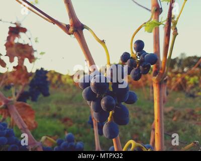 ripe red grape clusters on the vine Stock Photo - Alamy
