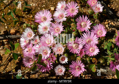 EDMONDIA PINIFOLIA, PINK EVERLASTING Stock Photo - Alamy